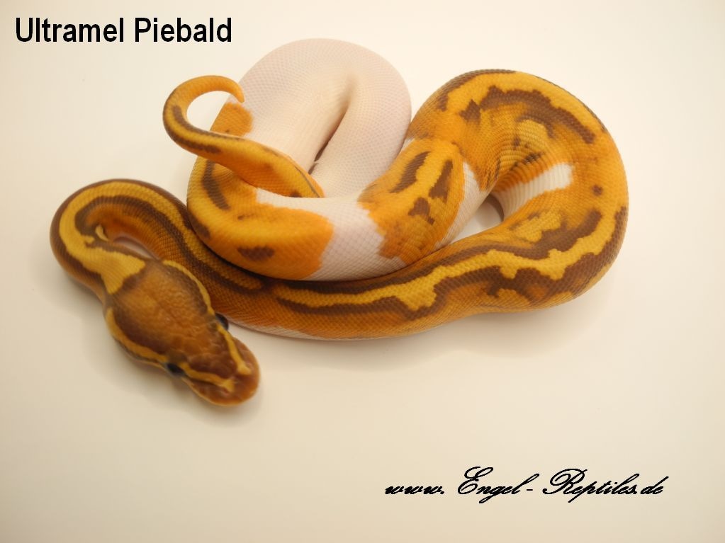 Ultramel Piebald Ball Python by Engel-Reptiles - MorphMarket