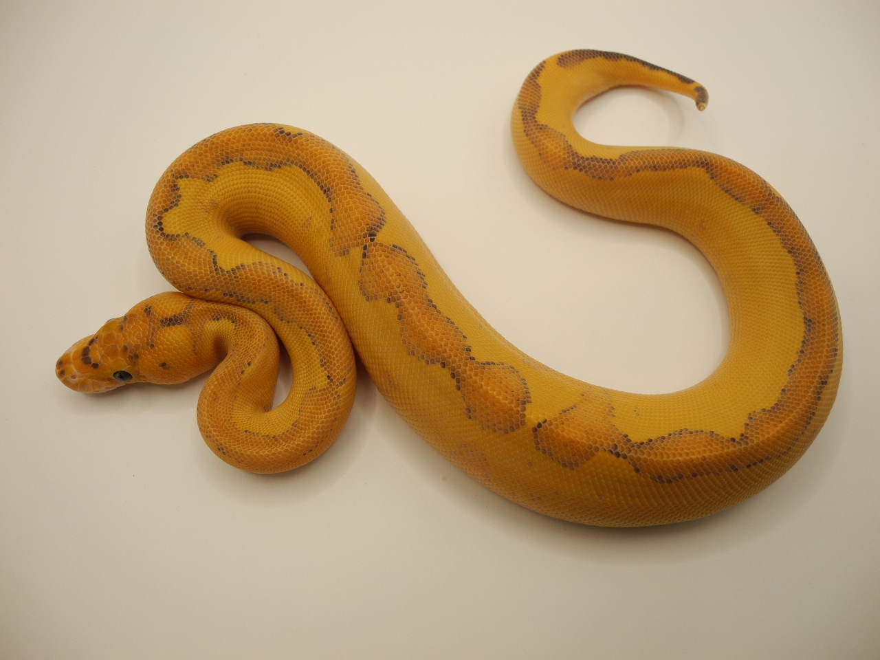 Highway Clown Ball Python by Engel-Reptiles - MorphMarket