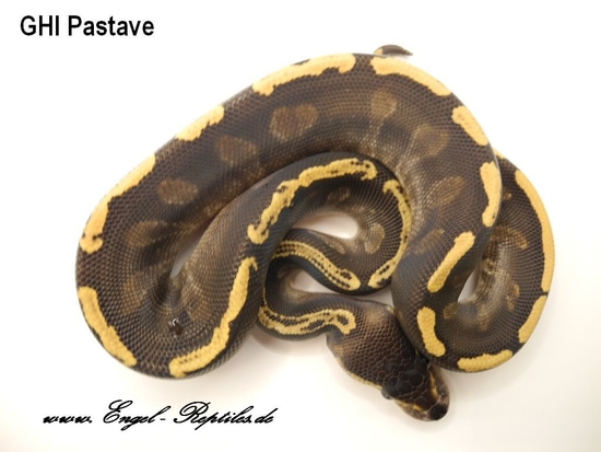 GHI Pastave Ball Python by Engel-Reptiles