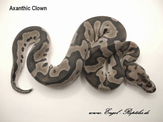 Axanthic Clown Ball Python by Engel-Reptiles