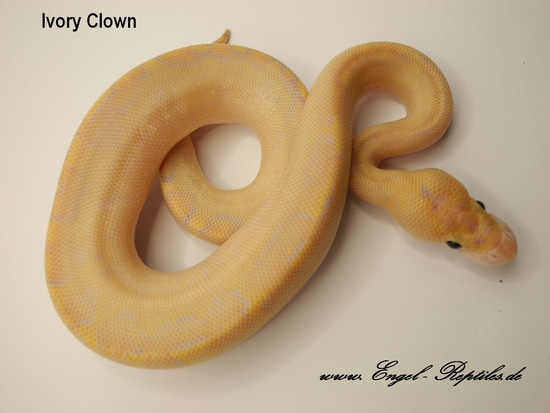 Ivory Clown Ball Python by Engel-Reptiles