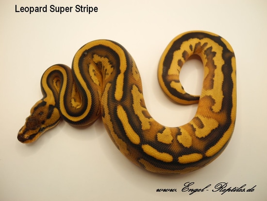 Leopard Super Stripe Ball Python by Engel-Reptiles