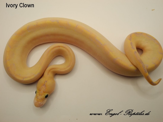 Ivory Clown Ball Python by Engel-Reptiles