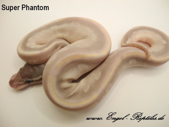 Super Phantom Ball Python by Engel-Reptiles