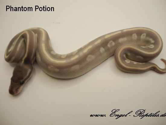 Phantom Potion Ball Python by Engel-Reptiles