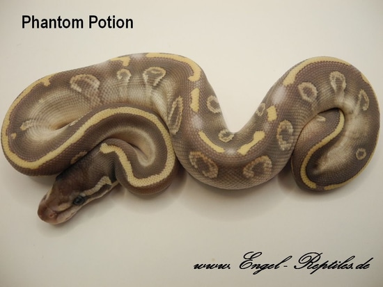 Phantom Potion Ball Python by Engel-Reptiles