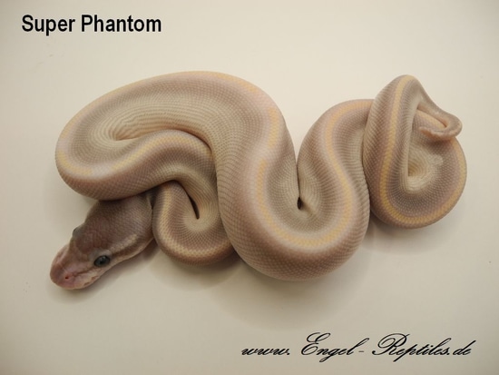 Super Phantom Ball Python by Engel-Reptiles