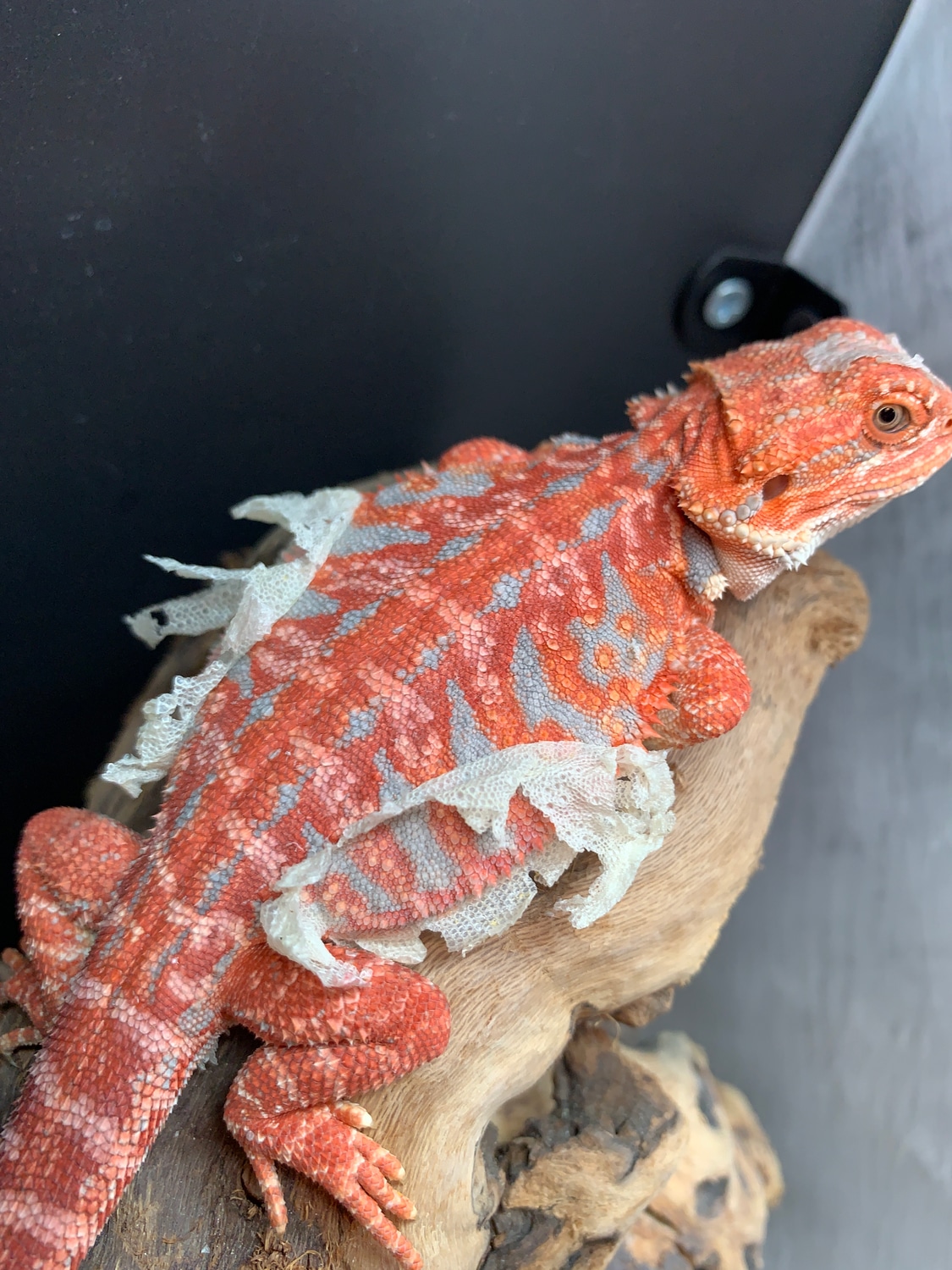 1/2 China Monster 1/2 German Cawley Extreme Red Tiger Leatherback W ...