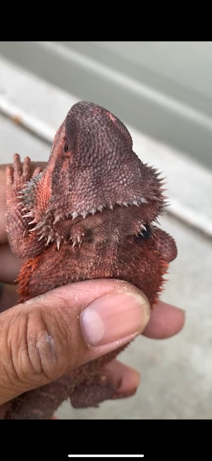 Full China Monster Blood Red Central Bearded Dragon by Parallax dragonz ...