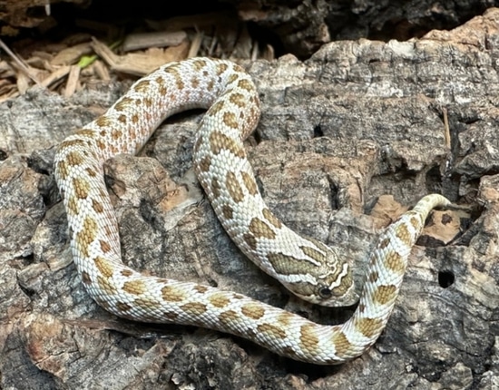 Arctic Super Green Hypo Hognose Western Hognose by Just a dude