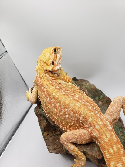 Hypo Dunner Leatherback Het Trans Central Bearded Dragon by Ehg_dragonz