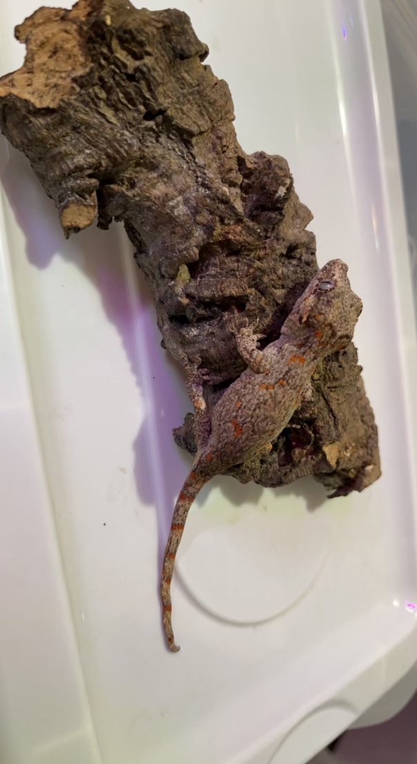 Blotch-Reticulated Gargoyle Gecko by Henry's Arch - MorphMarket