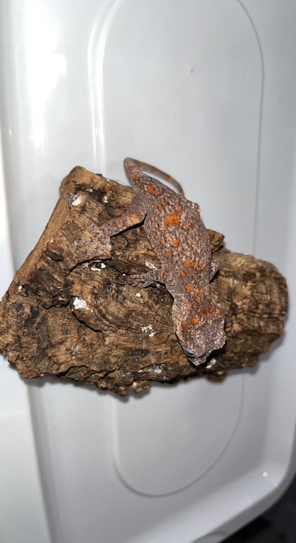 Blotch-Reticulated Gargoyle Gecko by Henry's Arch - MorphMarket