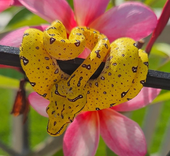 Designer GTP Green Tree Python by Hensley Herps