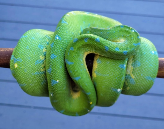 Sorong X AruBiak Green Tree Python by Hensley Herps