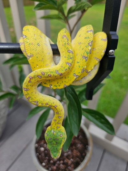 Designer GTP Green Tree Python by Hensley Herps