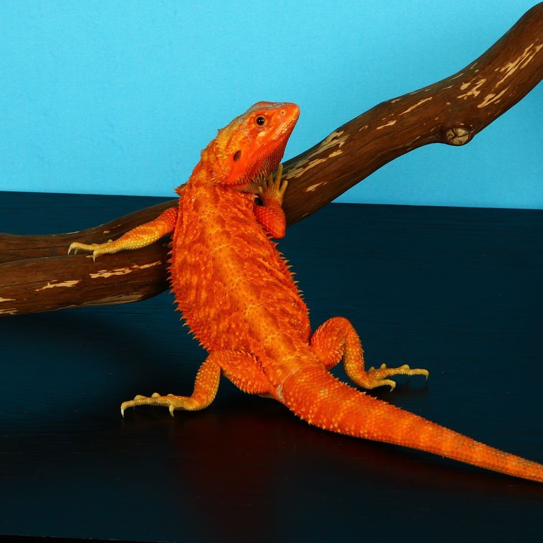 Red Trans Hypo Central Bearded Dragon by HereBDragons - MorphMarket