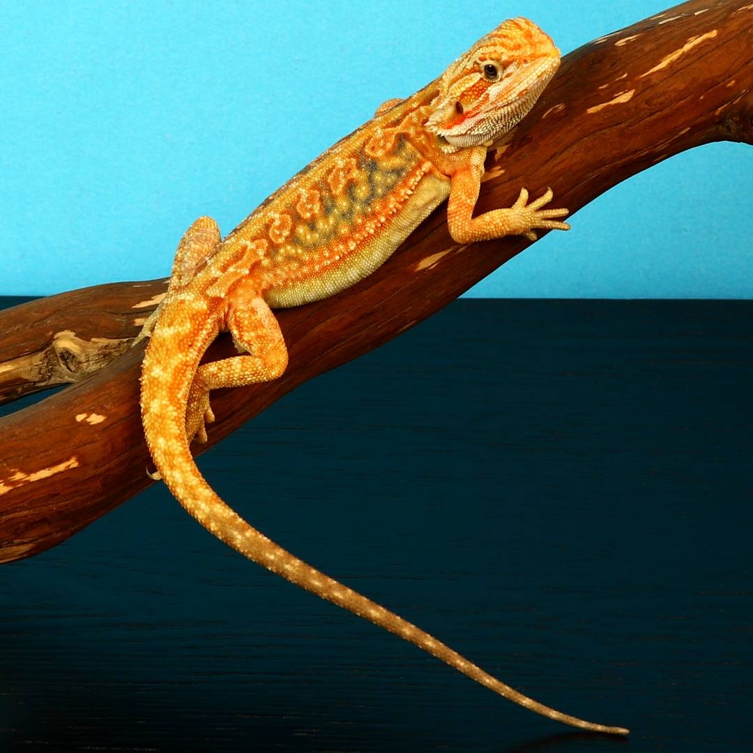 Orange Hypo Leatherback Dunner Central Bearded Dragon by HereBDragons ...