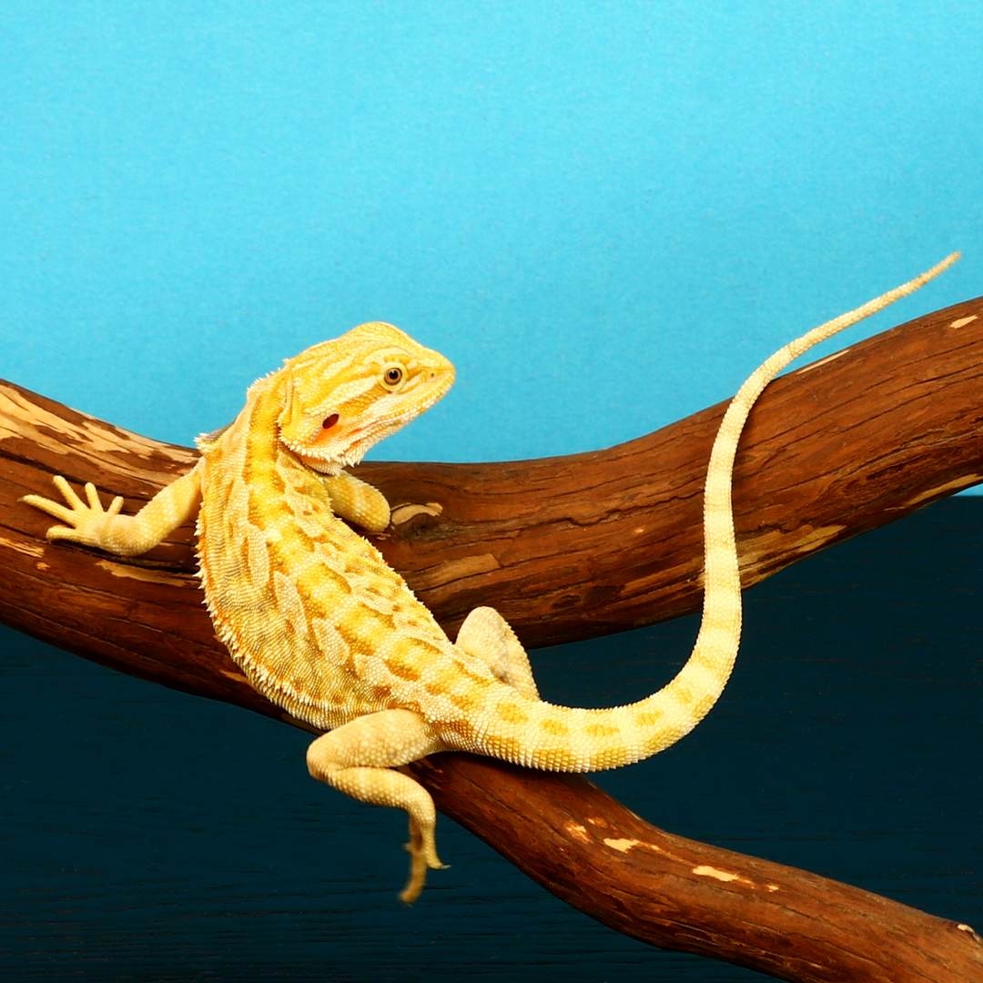 Citrus, Leatherback, Hypo Central Bearded Dragon by HereBDragons ...