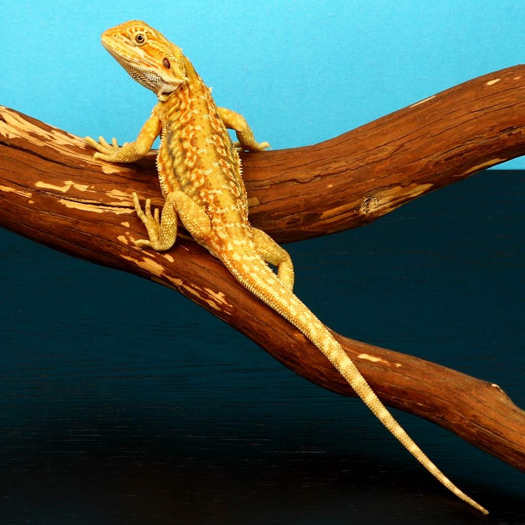 Orange, Leatherback, Dunner, Hypo Central Bearded Dragon by ...