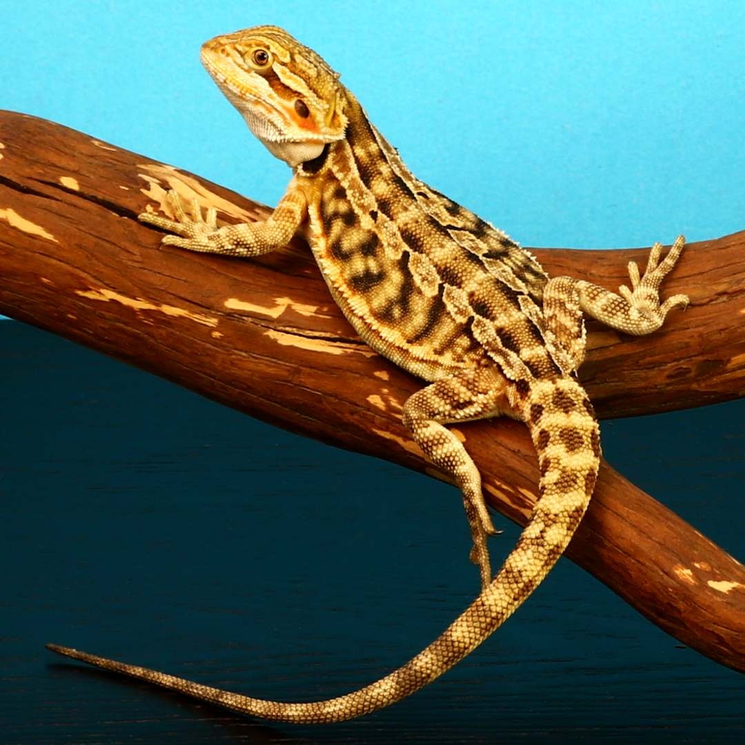 Orange, Leatherback Central Bearded Dragon by HereBDragons - MorphMarket