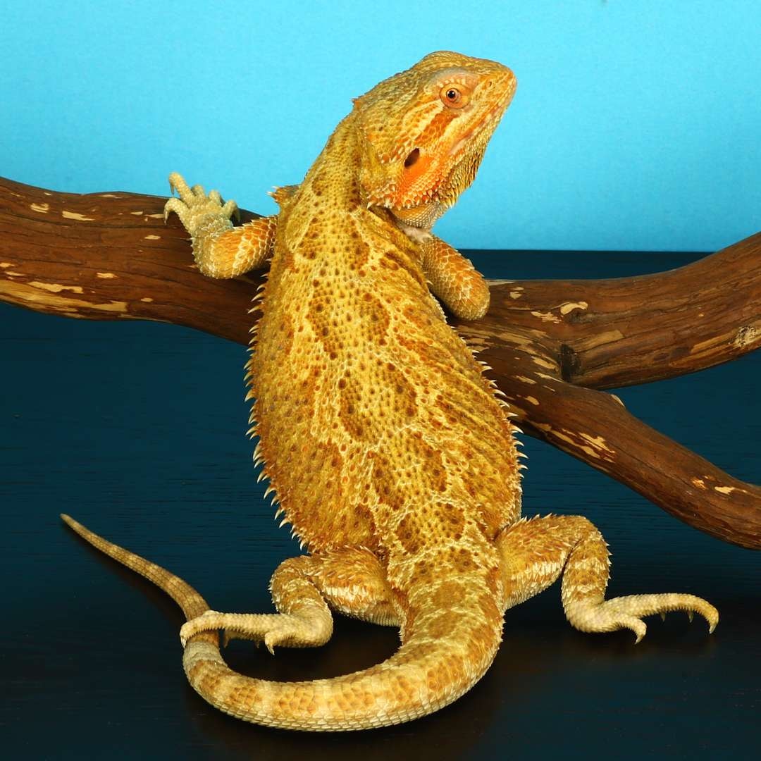 Orange, Hypo Central Bearded Dragon by HereBDragons - MorphMarket