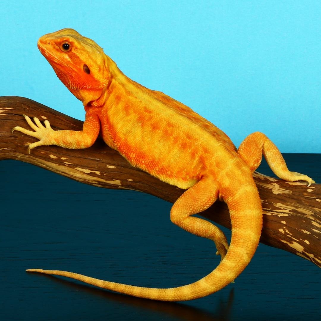 Orange, Leatherback, Hypo, Trans Central Bearded Dragon by HereBDragons ...