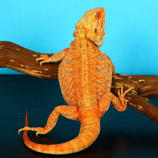 Orange, Leatherback, Hypo Central Bearded Dragon by HereBDragons