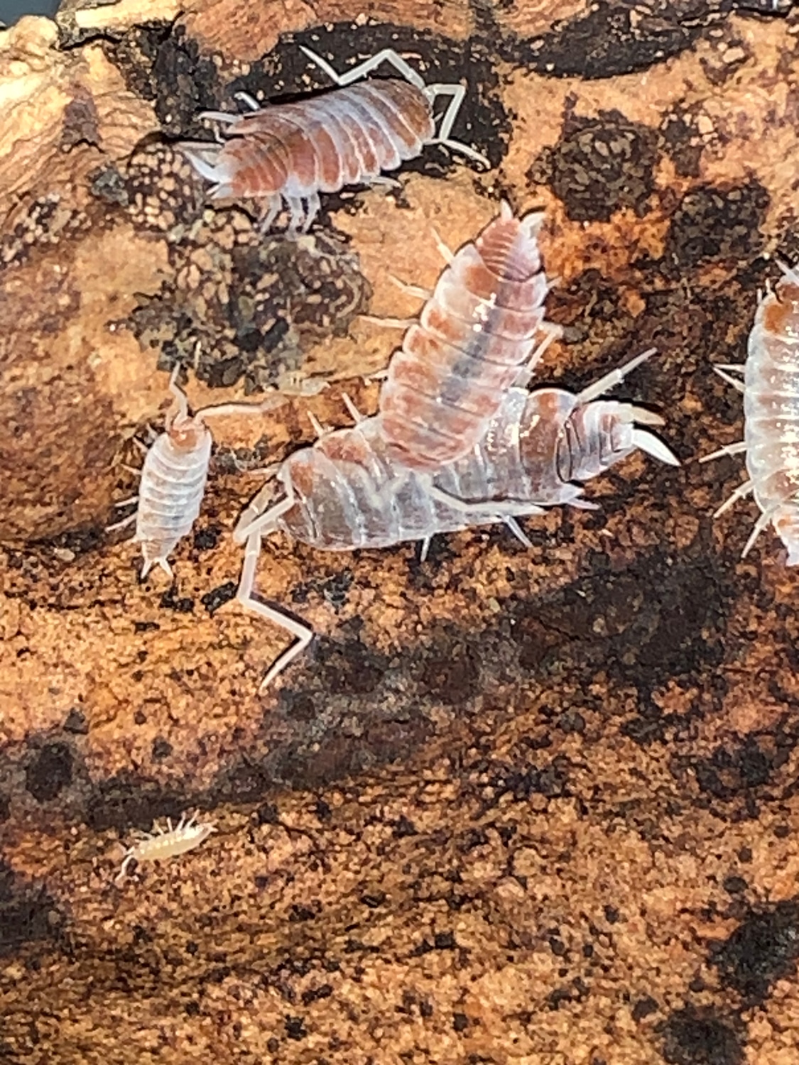 Porcellionides Pruinosis Isopod by BWawczak_Exotics - MorphMarket