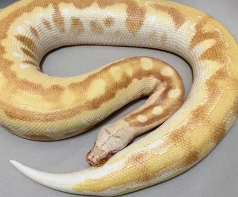 Matrix T - Albino Blood Python by P.R.& C. Reptiles - MorphMarket