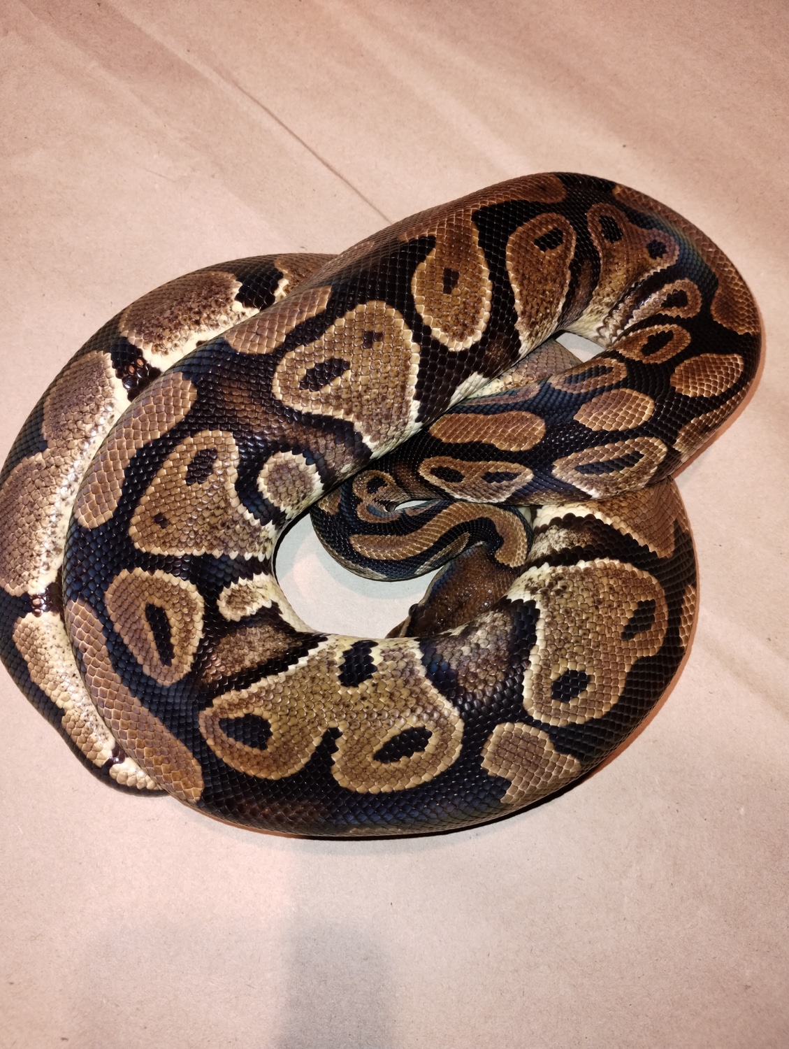 Het Pied Ball Python By Prand C Reptiles Morphmarket