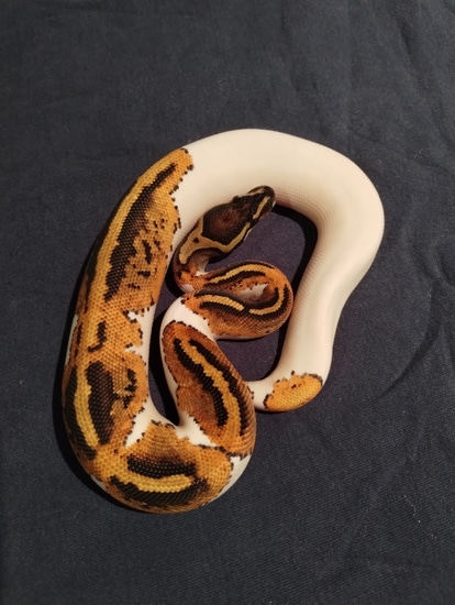 Yellow Belly Pied Ball Python by P.R.& C. Reptiles