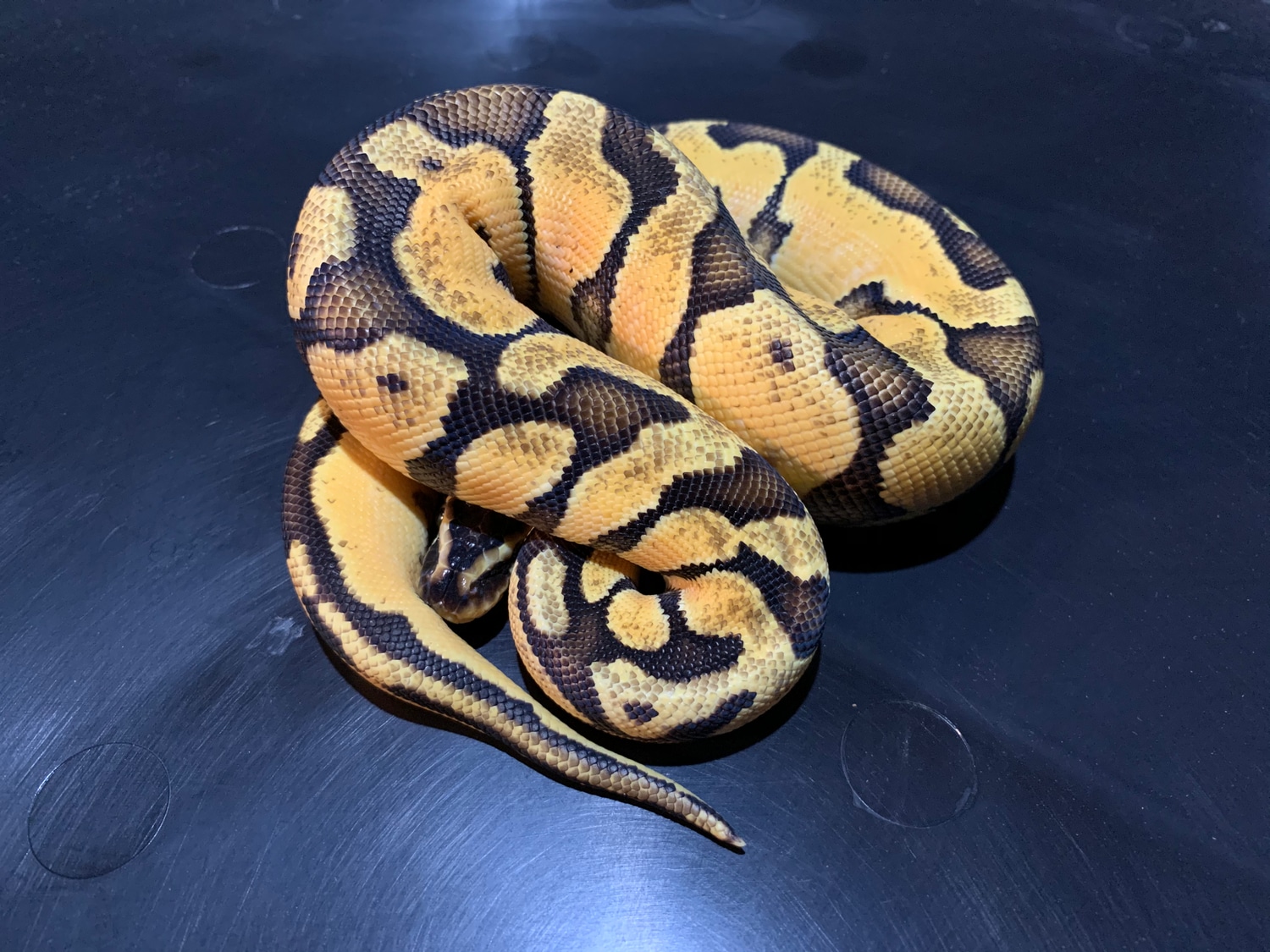 Pastel Enchi Ball Python by Blueline Constrictors - MorphMarket