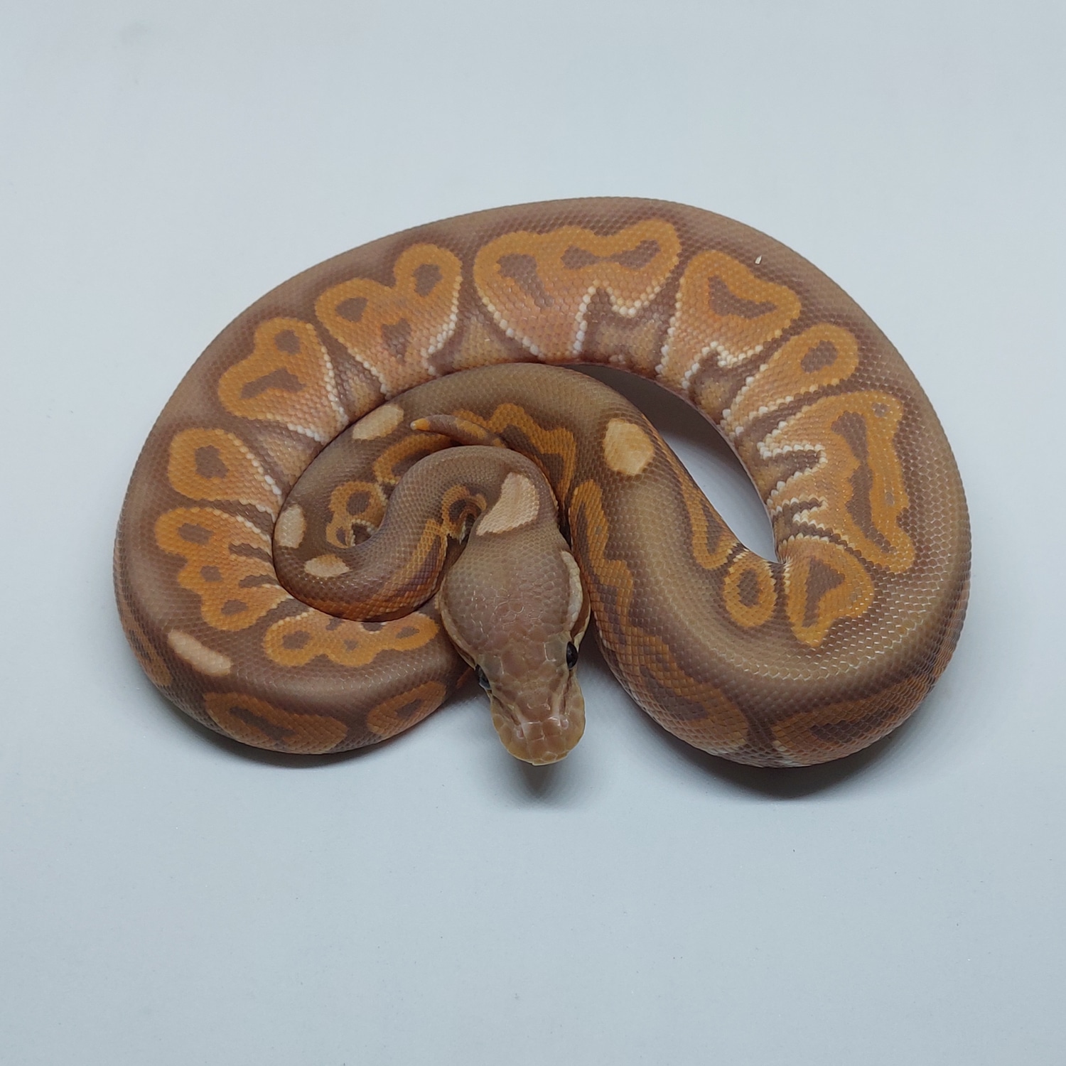 Cinnamon Ultramel Ball Python by Herp-Utopia - MorphMarket