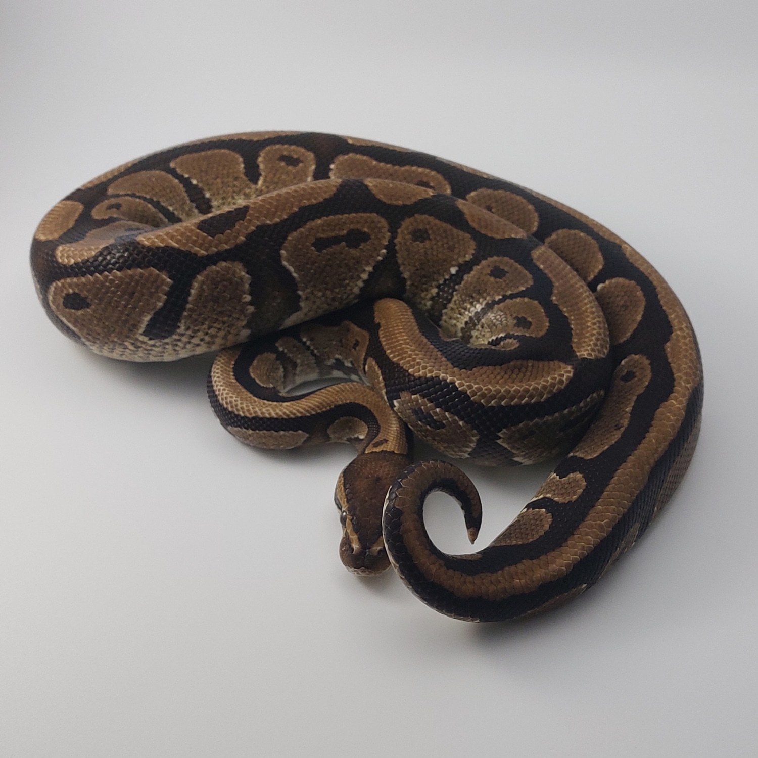 Specter Het Albino Ball Python by Herp-Utopia - MorphMarket
