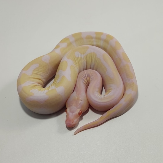 Scaleless Albino Ball Python by Herp-Utopia