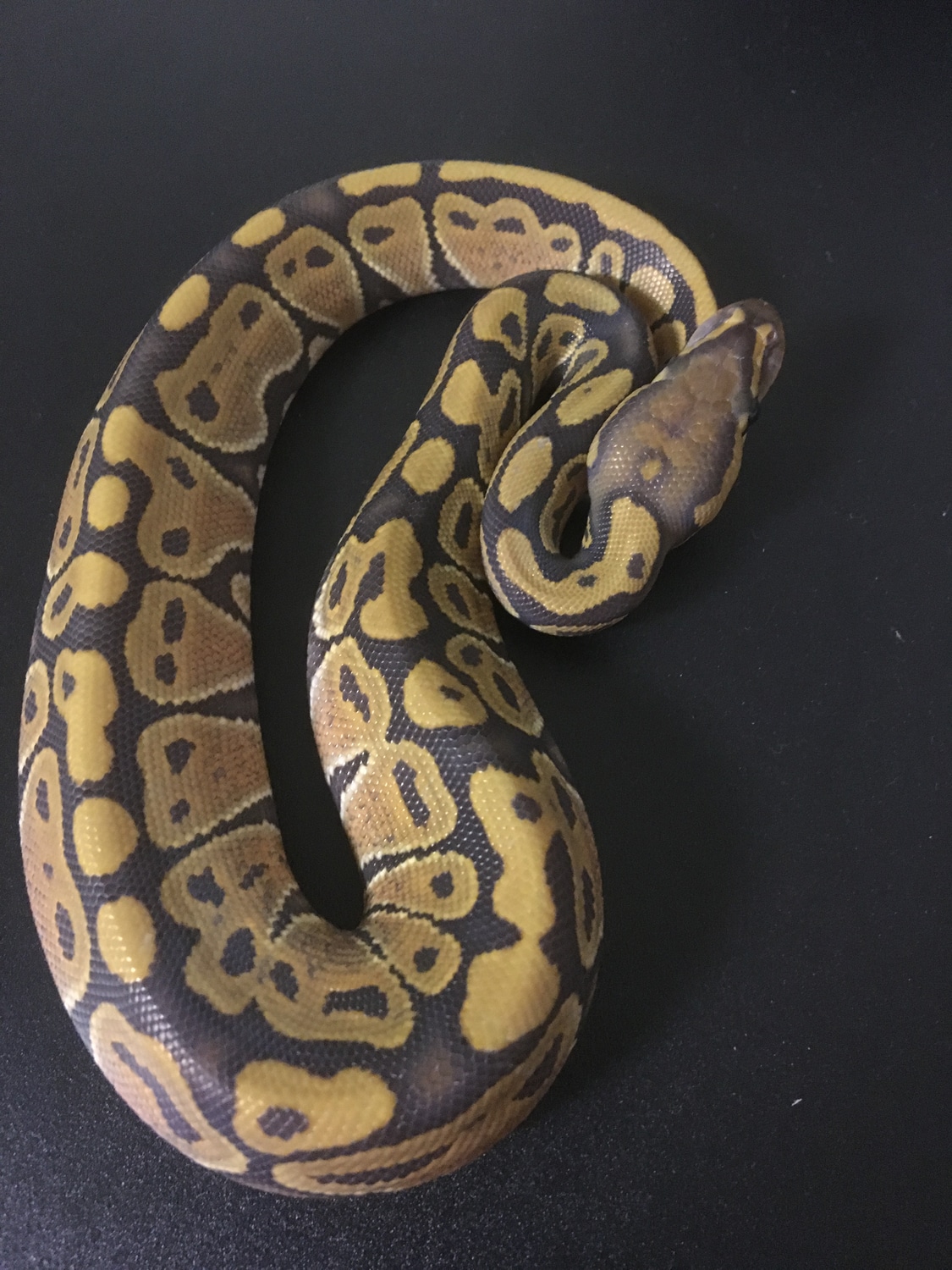 Orange Ghost Ball Python by DWB Reptiles and Aquatics L.L.C - MorphMarket