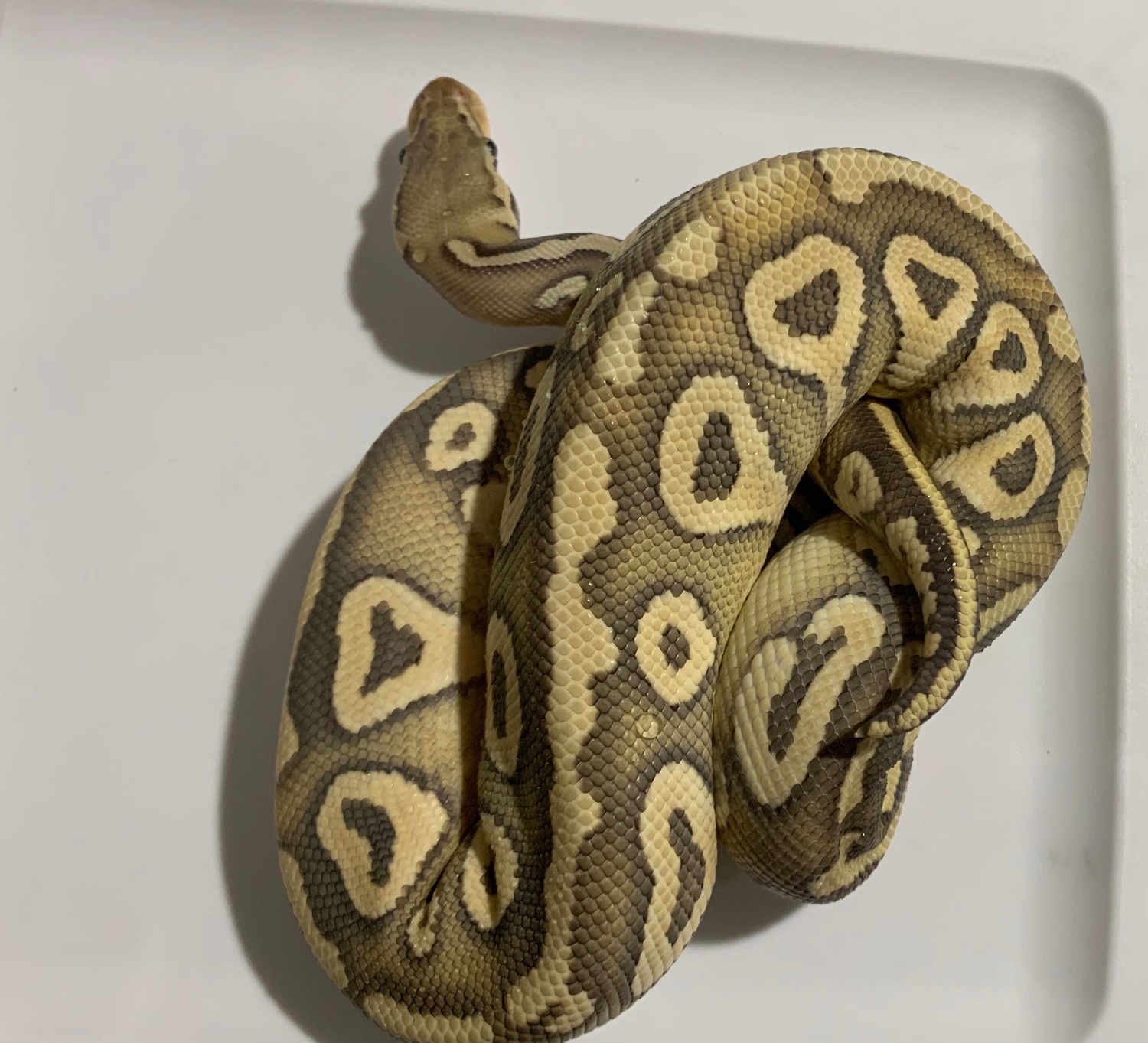 Pastel Mojave Orange Ghost Ball Python by DWB Reptiles and Aquatics L.L ...