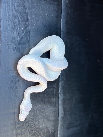 Hypo BEL Orange Ghost Ball Python by DWB Reptiles and Aquatics L.L.C