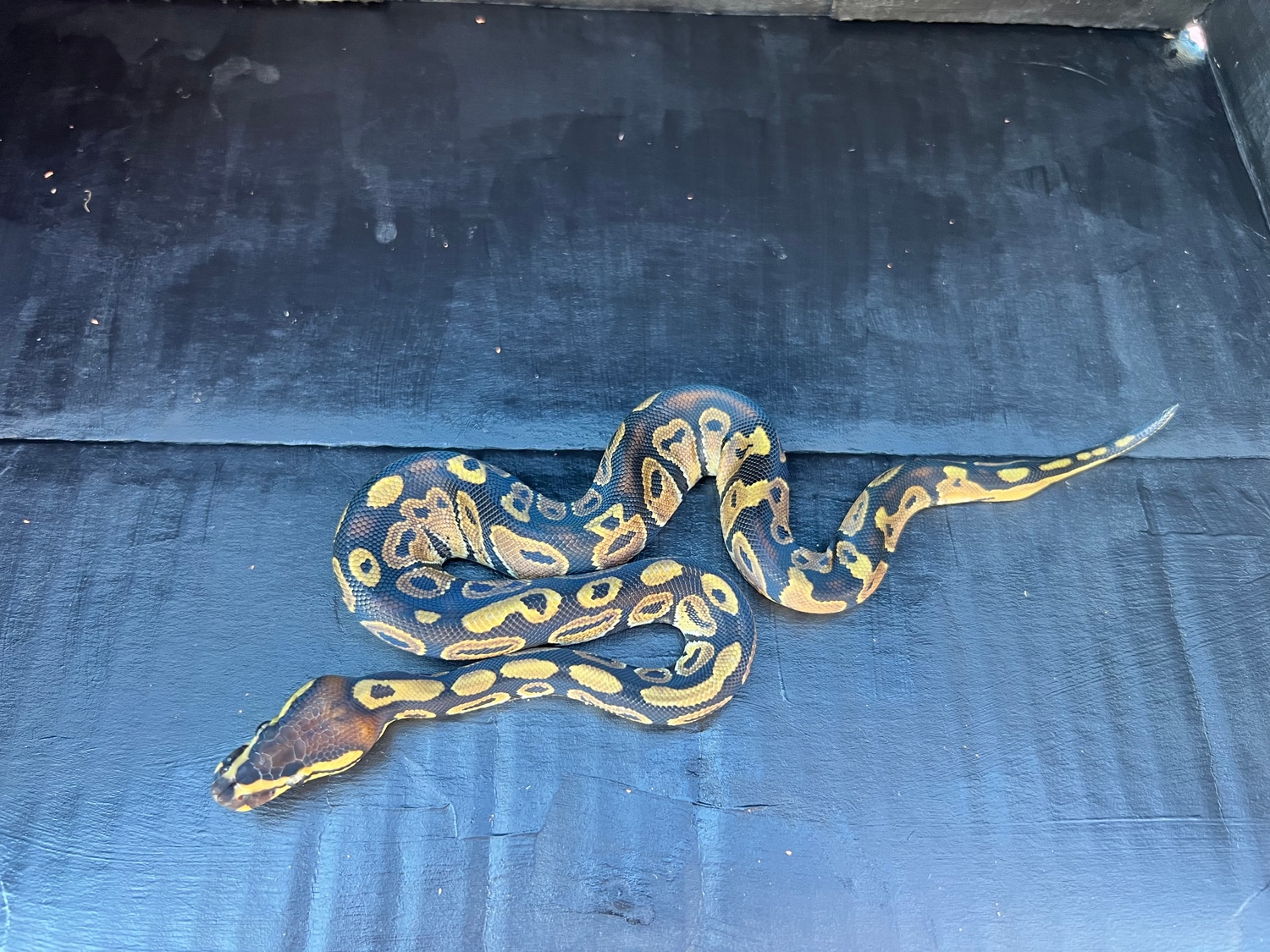 Normal Ball Python by DWB Reptiles and Aquatics L.L.C - MorphMarket