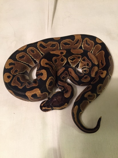 Normal Ball Python by A+ Ballz