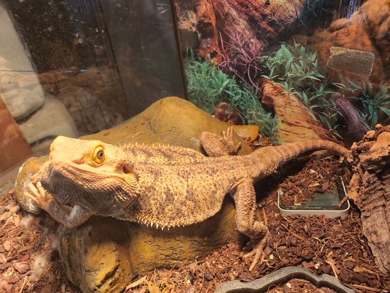 Remy | Bearded Dragon Central Bearded Dragon by Herpaderp Reptile Rescue