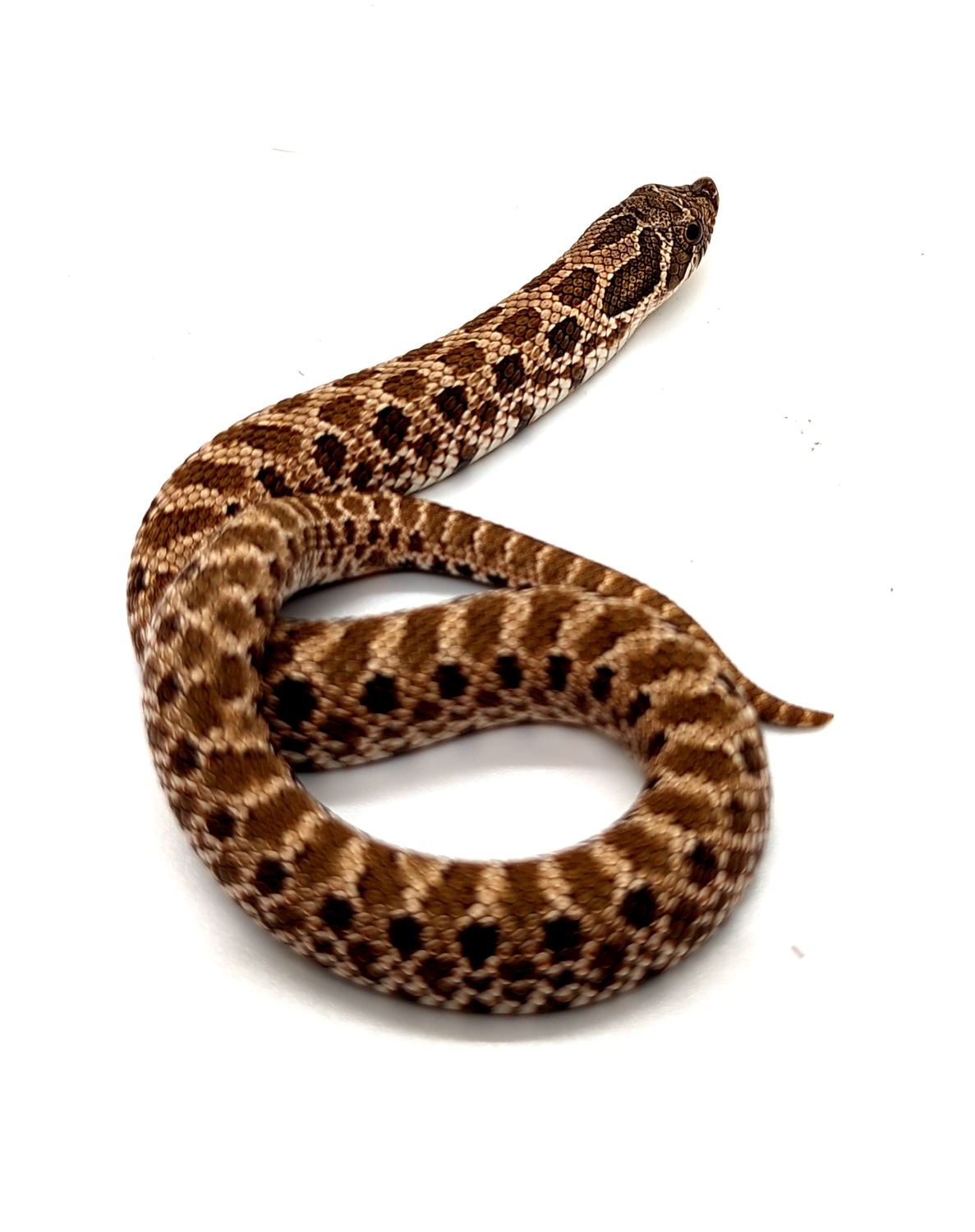 Normal Het Albino 50% Het Lavender Western Hognose by Herpecology ...