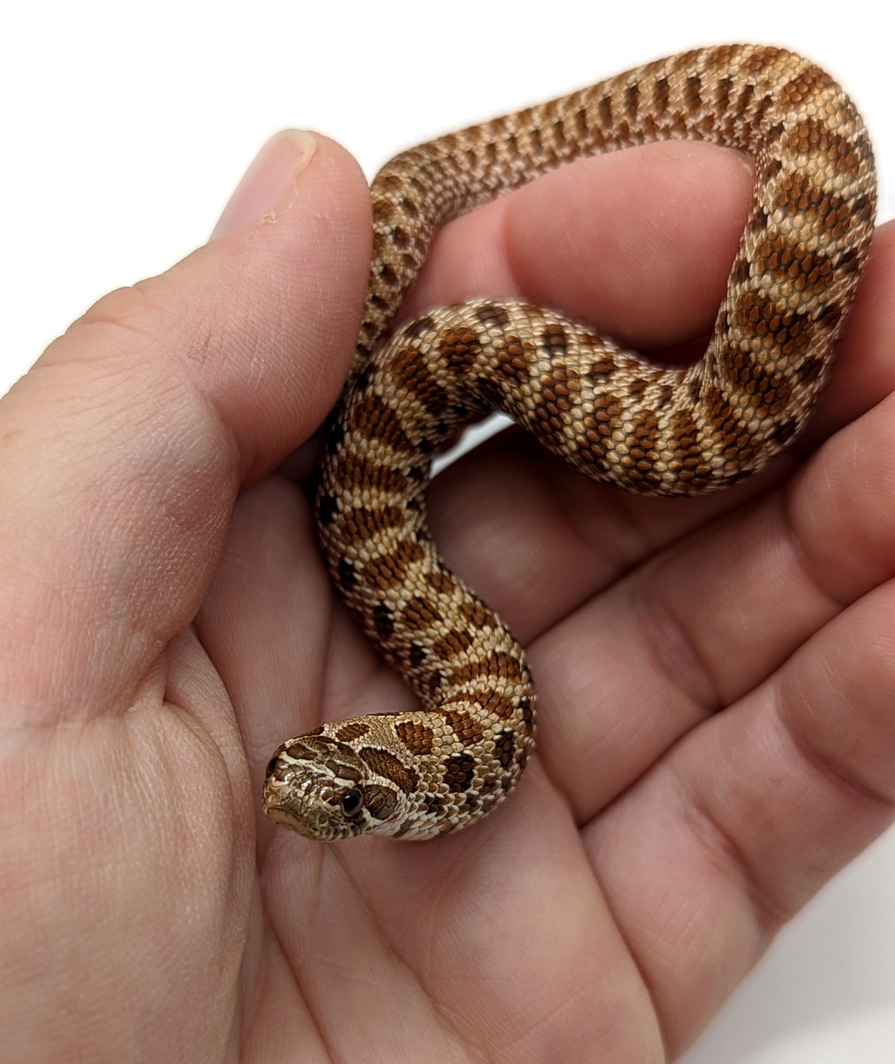 Normal Het Albino 50% Het Lavender Western Hognose by Herpecology ...