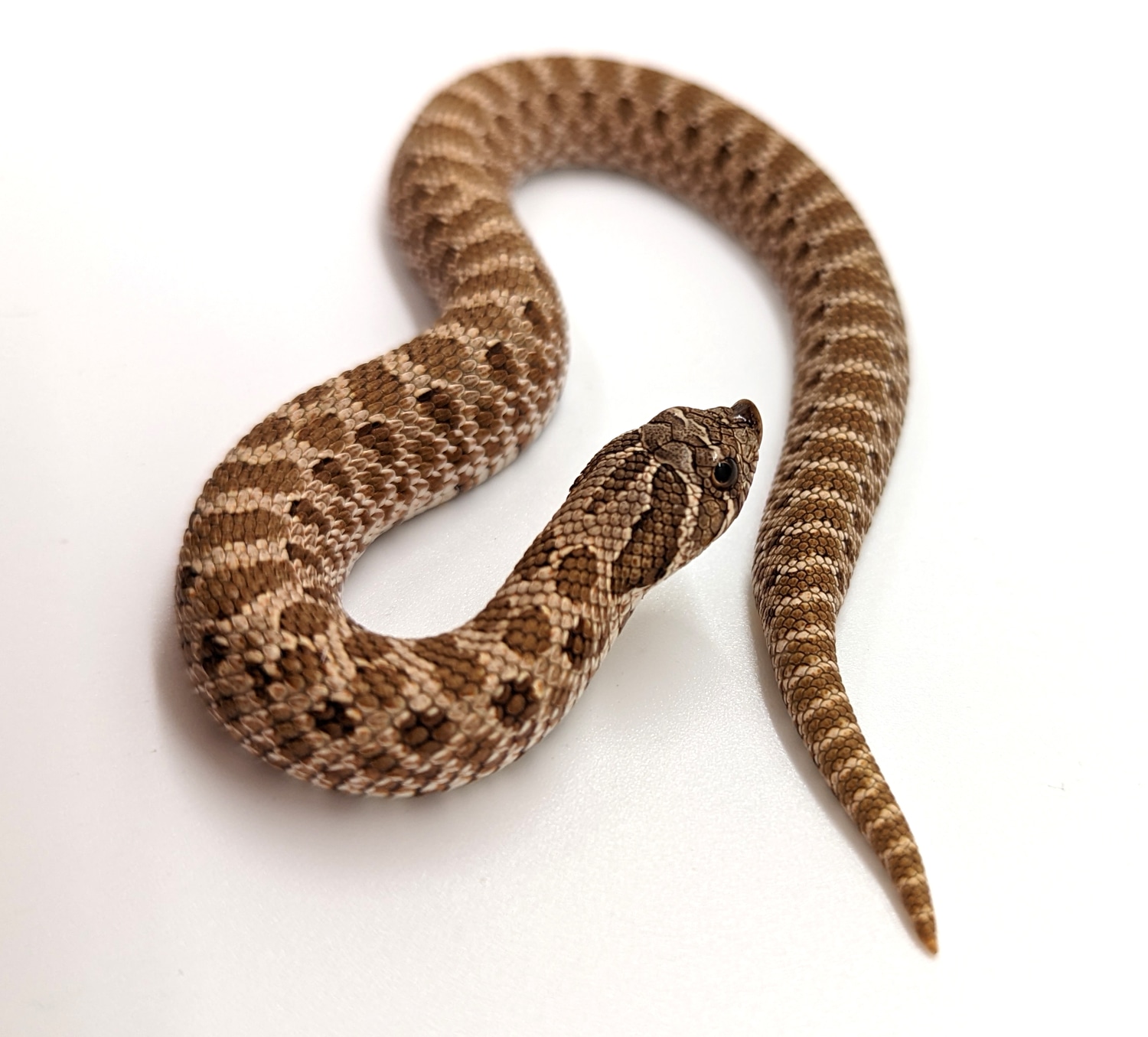 Normal Het Albino 50% Het Lavender Western Hognose by Herpecology ...