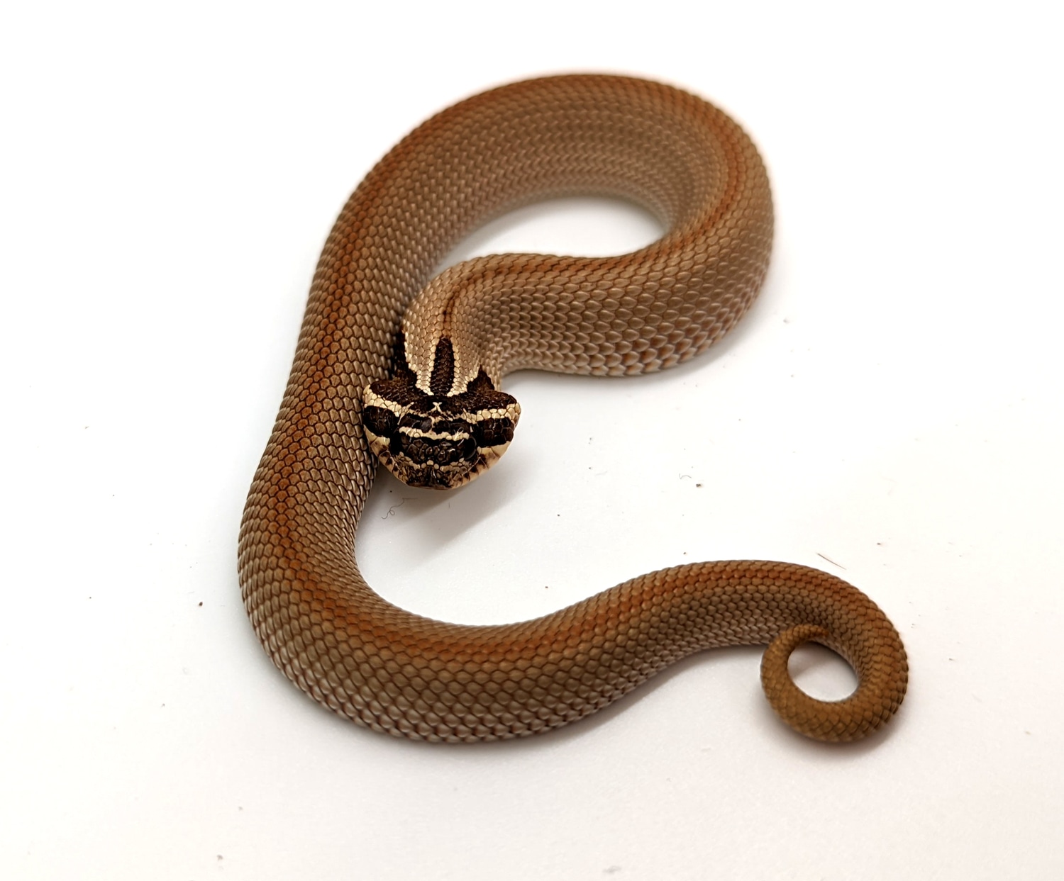Extreme Red Superconda Het Albino Western Hognose by Herpecology ...