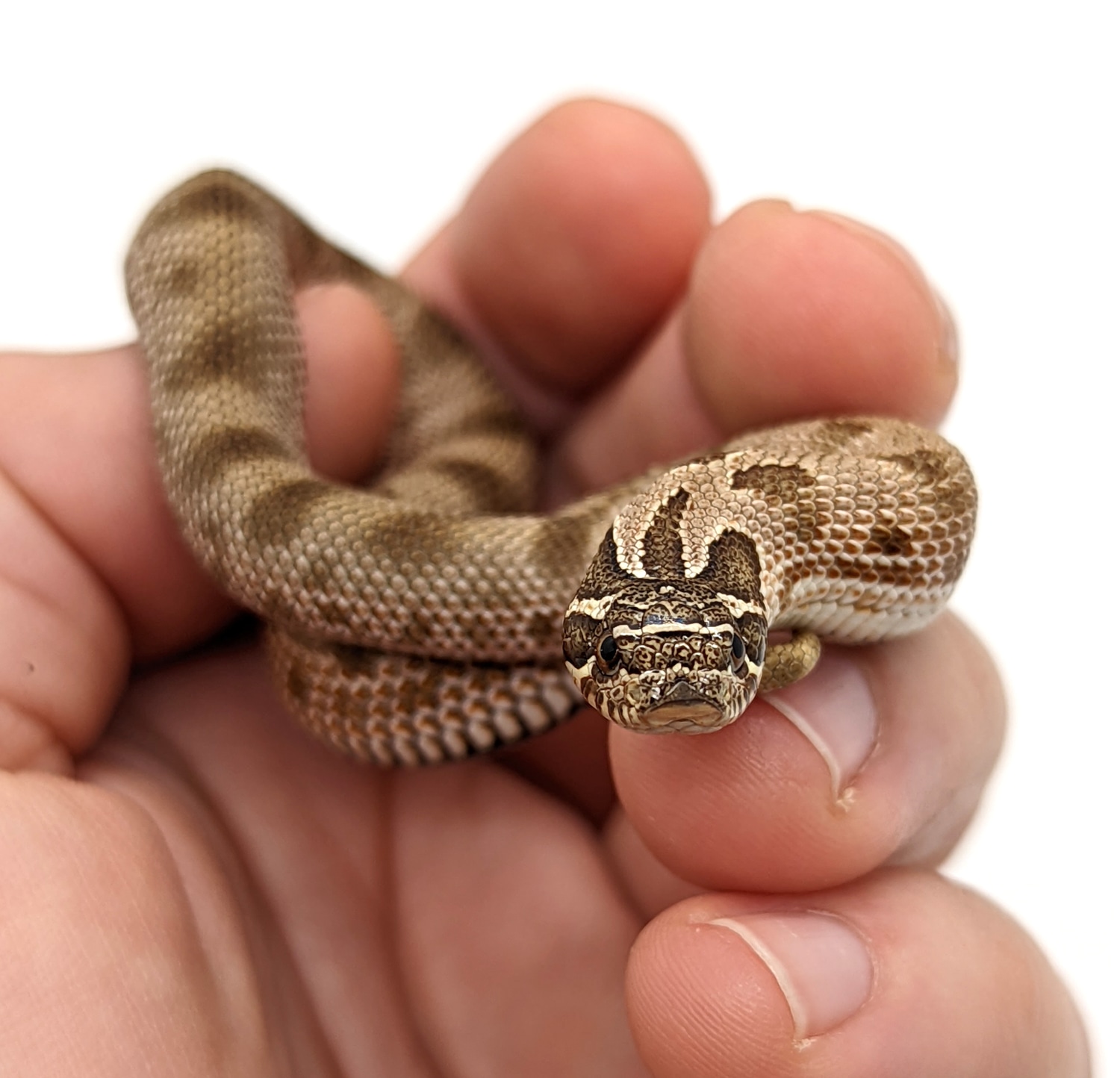 Conda Het Albino Het Lavender Western Hognose by Herpecology - MorphMarket