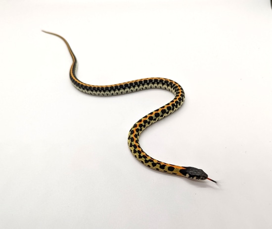 Eastern Blackneck Garter Snakes (Thamnophis Cyrtopsis Ocellatus) by ...