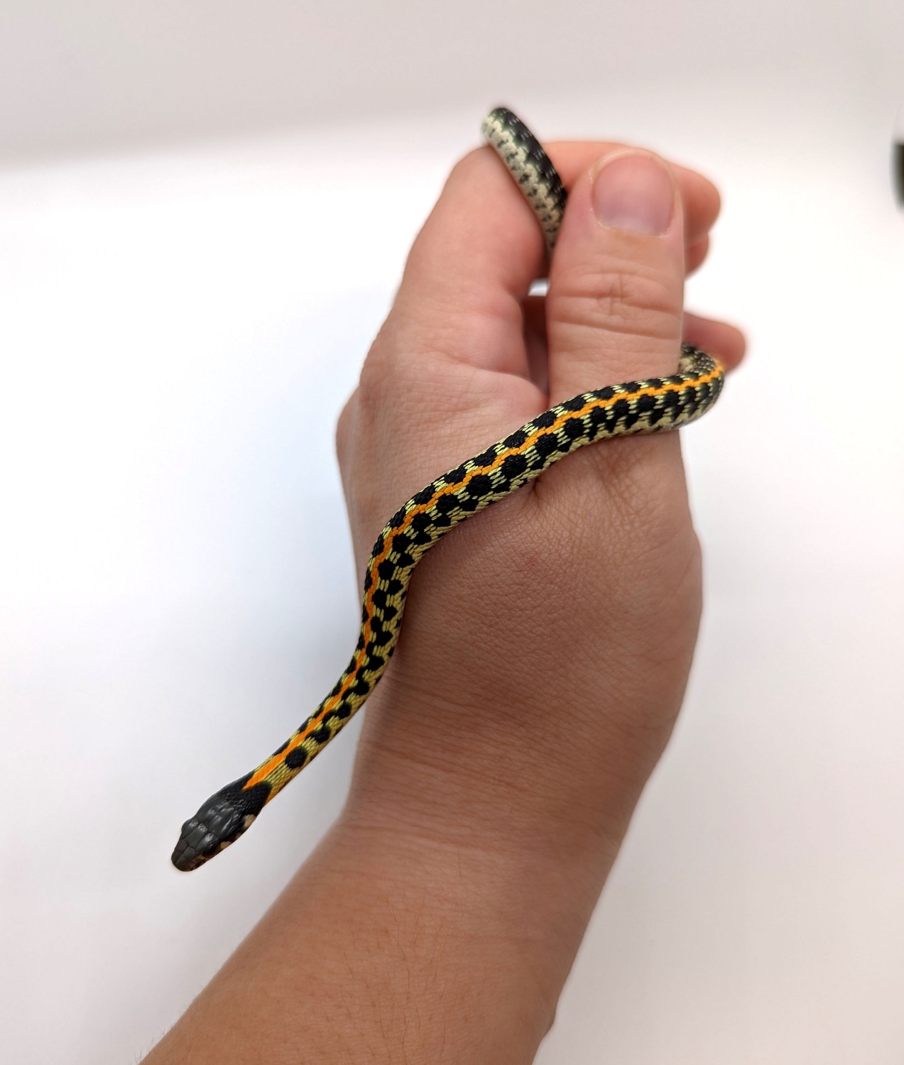 Eastern Blackneck (Thamnophis Cyrtopsis Ocellatus) Garter Snake by ...