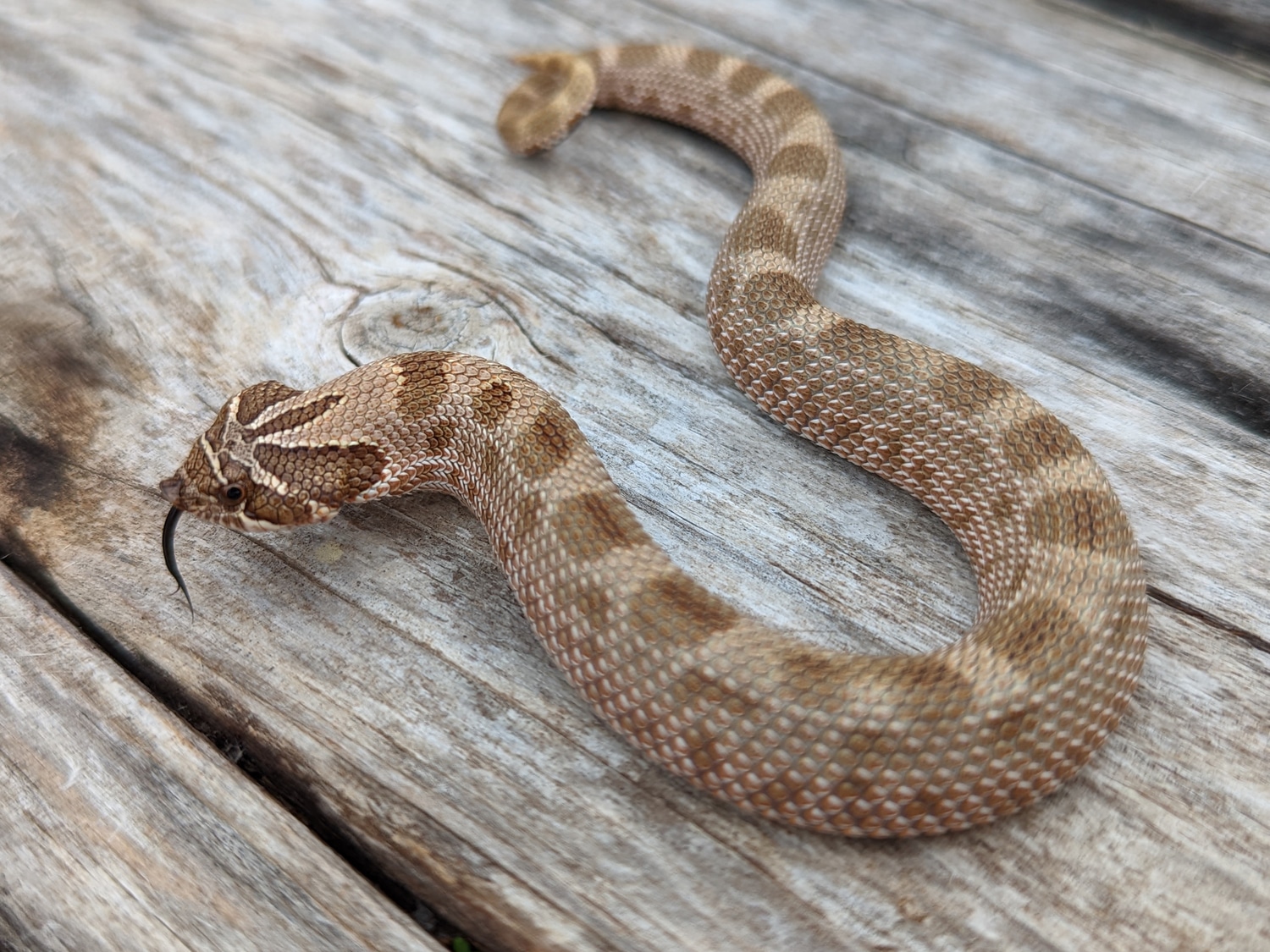 Conda Het Lavender Het Albino Western Hognose by Herpecology - MorphMarket